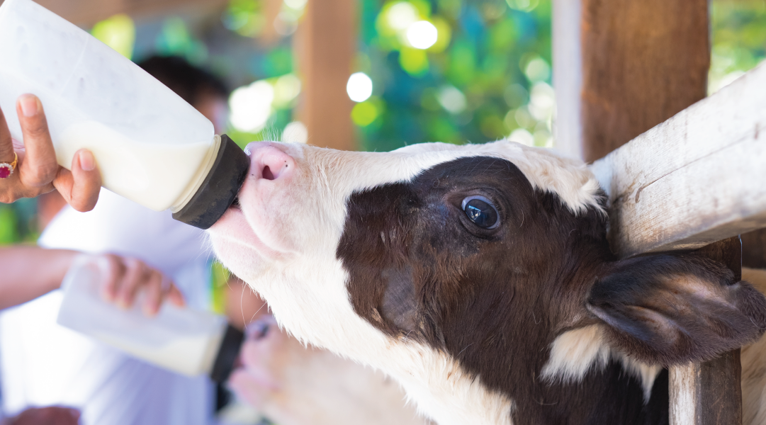 How To Naturally Treat And Prevent Scours In Calves